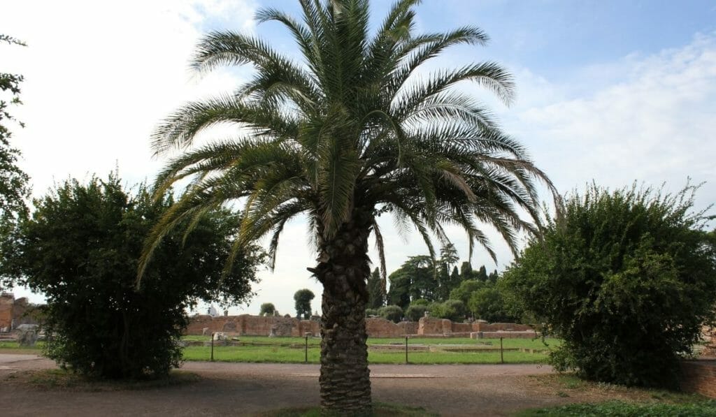 Trees In Rome: Why Locals Are Proud of Pine Trees in Rome