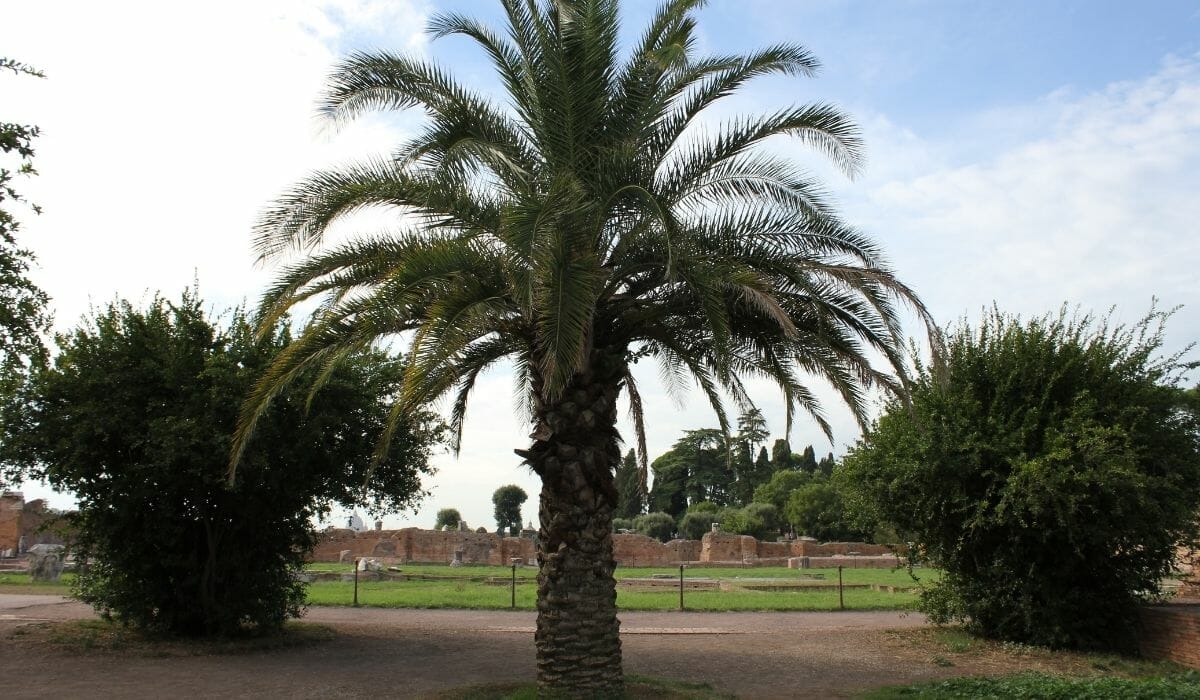 Trees In Rome: Why Locals Are Proud of Pine Trees in Rome